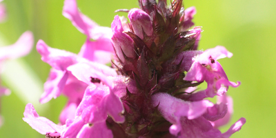 Fumitory/earth smoke - dry extracts - protopine - ESENCO