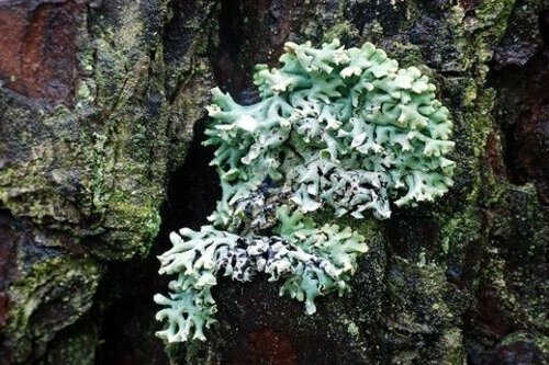 Vitamin D3 from lichen - certified vegan - News - Esenco