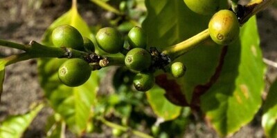 Yerba Mate/Paraguay tea - dried extracts - caffeine - ESENCO