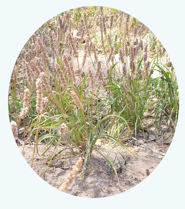 l'histoire de notre filière de psyllium - biologique - esenco